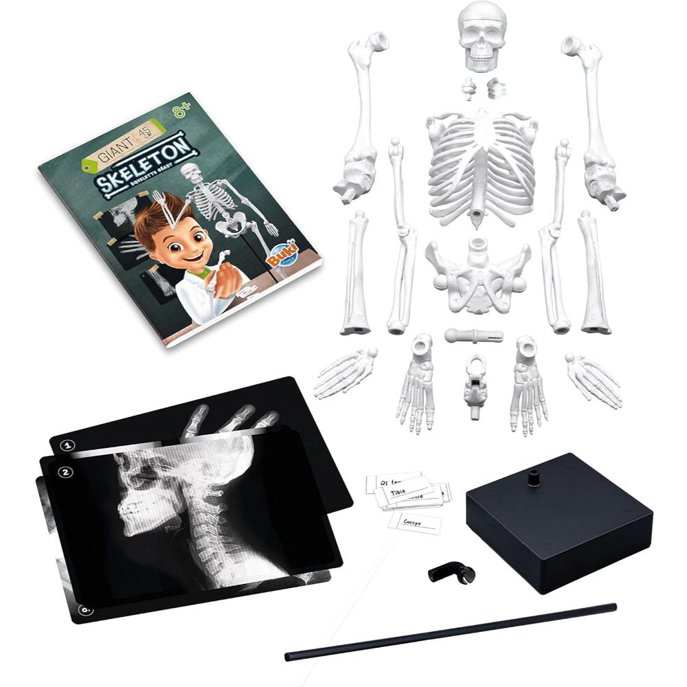 Buki Skeleton 45 cm – Toys4me